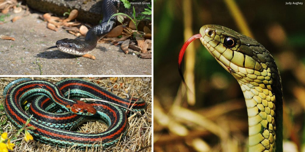 As a group, snakes are some of the most harmless—& most important ...