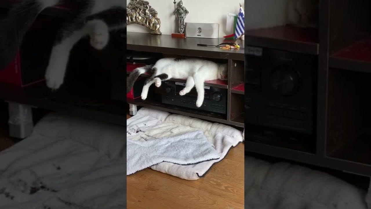 Napping Cat Falls From Shelf and Continues Sleeping || ViralHog