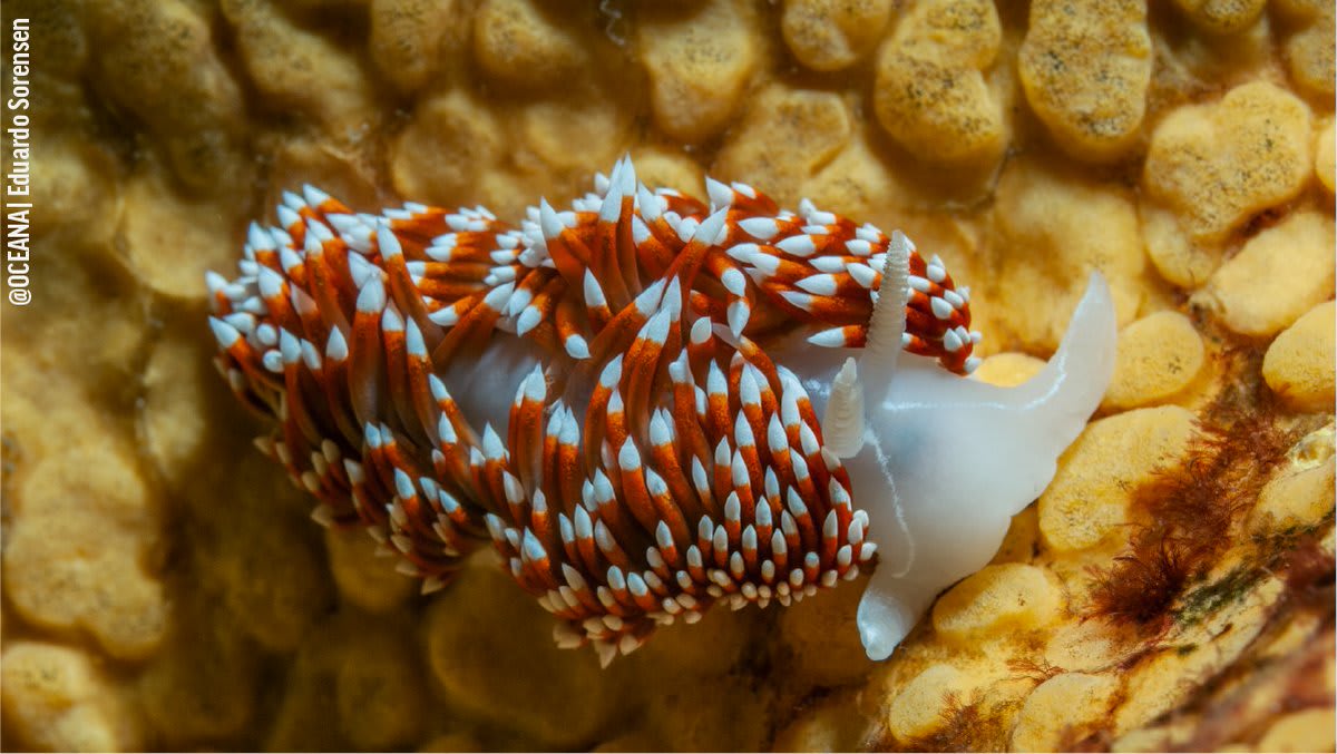 STUNNING: It's easy to see how the flameback got its name! 🔥 Flamebacks ...