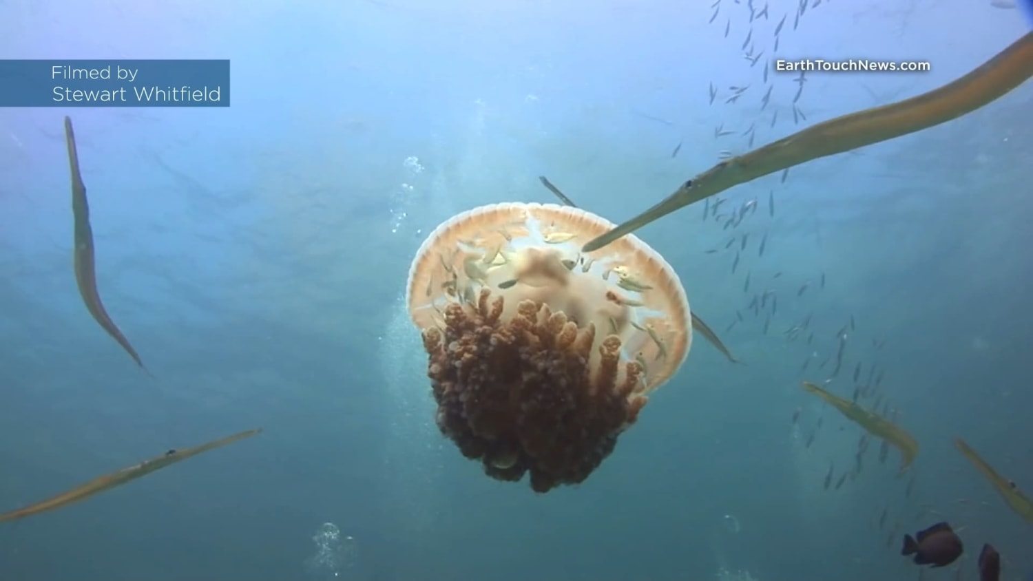 Little Fish living in a Jellyfish a to escape predators.