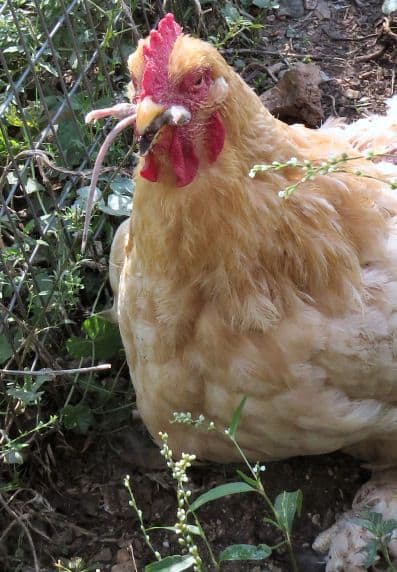 Chickens have been confirmed as the closest known relatives to T-Rex's ...
