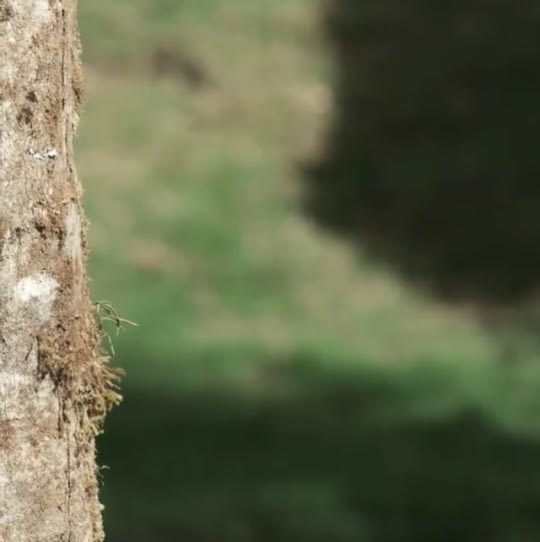 A Resplendent Quetzal comin in hot. Filmed at 1,000 frames per seconds to capture the true ...