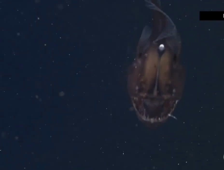 Black Seadevil - first ever footage of this deep sea species of ...