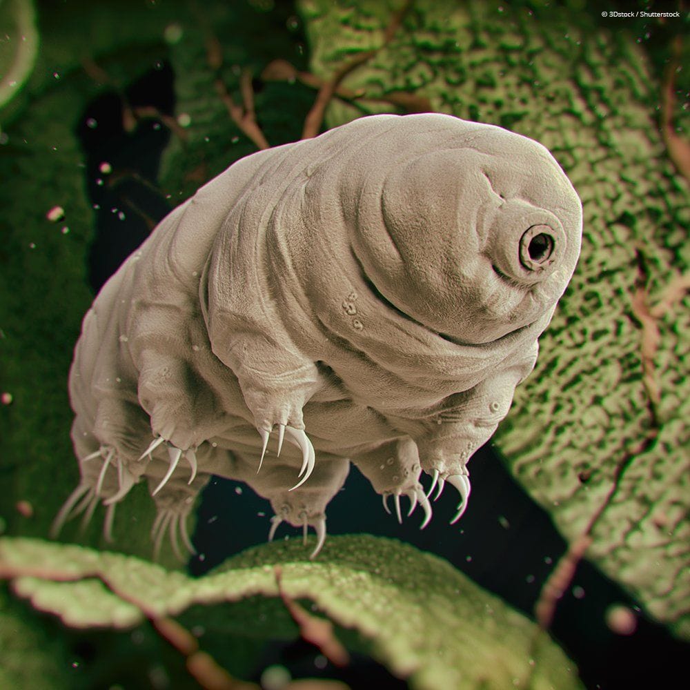 Tardigrades, or water bears, may be our planet’s most resilient micro ...