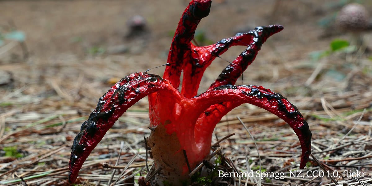 It's Friday the 13th! 😈 Let's celebrate with devil’s fingers: a fungus ...