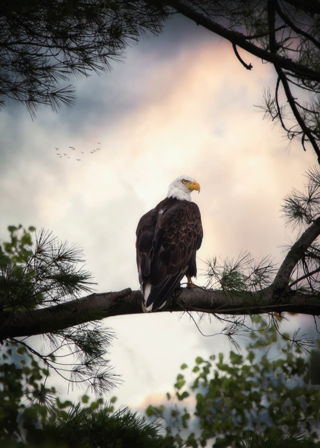 Perched Bald Eagle