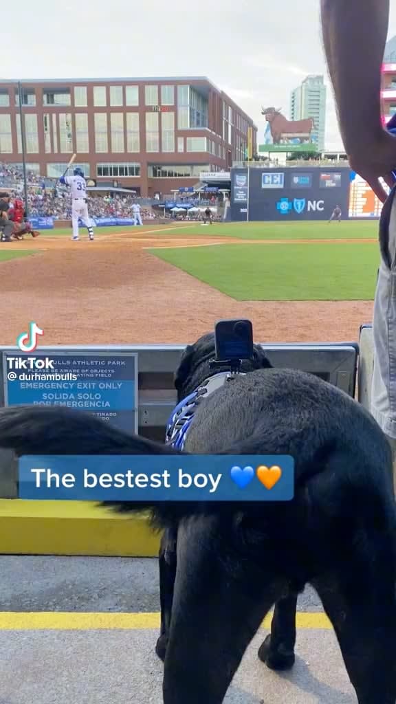 Base ball bat retrieving Dog