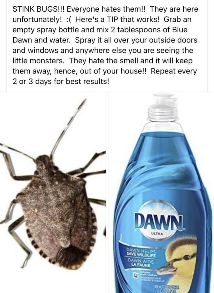 Pin by Whitney Fletcher on Life Hacks. | Bug spray recipe, Easy ...