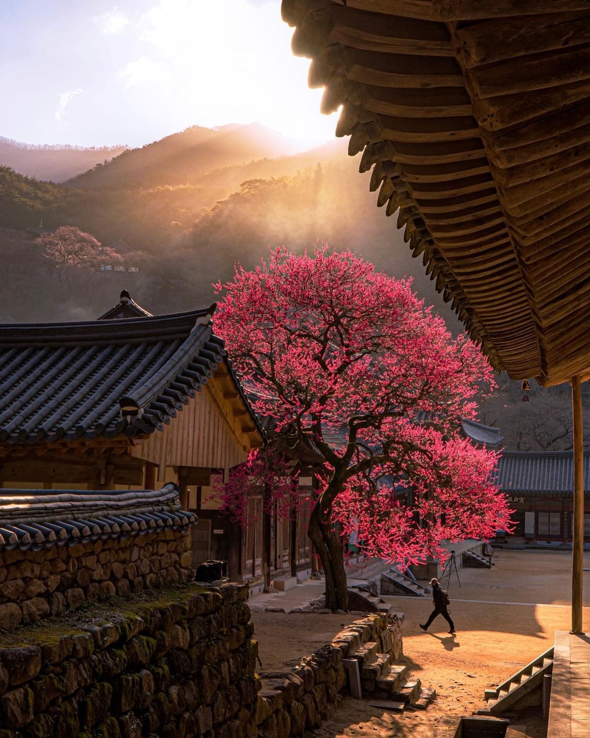 Morning sunlight over the red plum blossoms in Hwaeomsa, a Buddhist ...