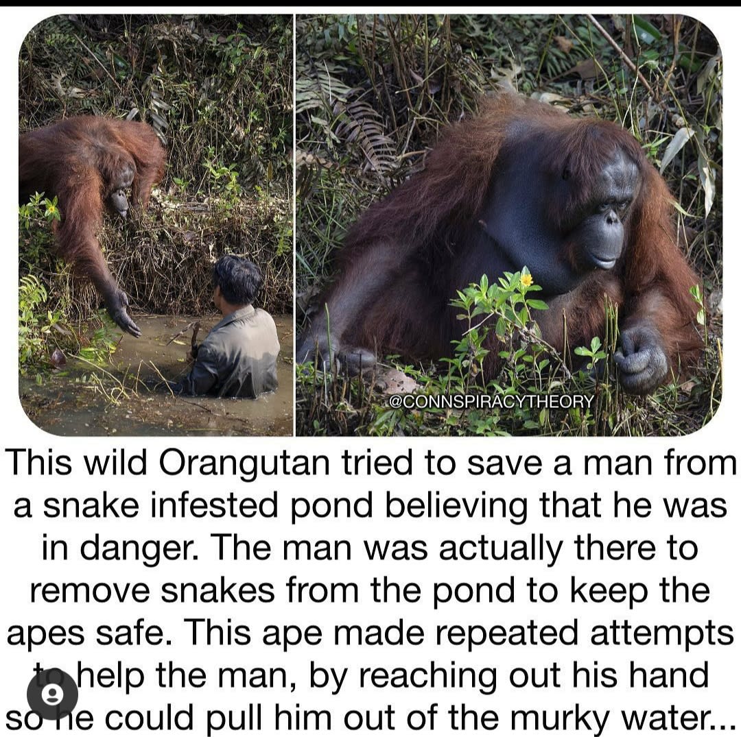 Such magnificent creatures...