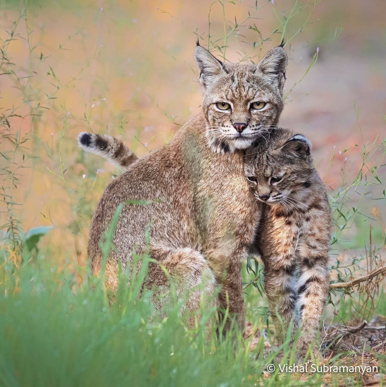 A beautiful bobcat family I photographed in California
