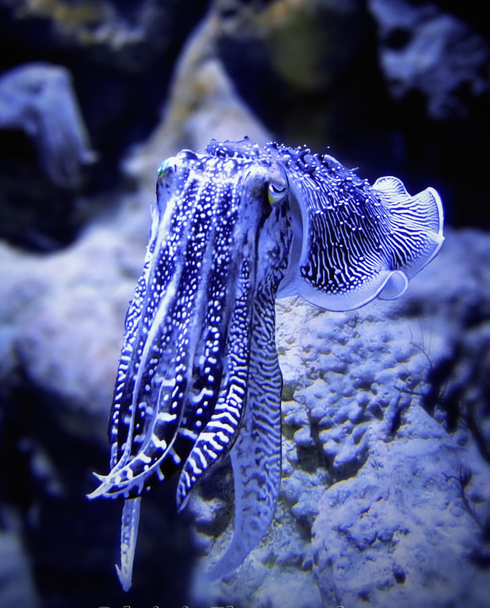 Sepia isn’t just a photo filter. It’s named after the color of ink ...