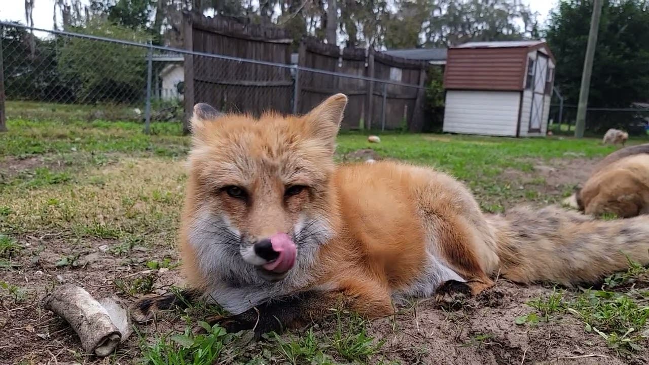 Riot being a silly goofy fox.