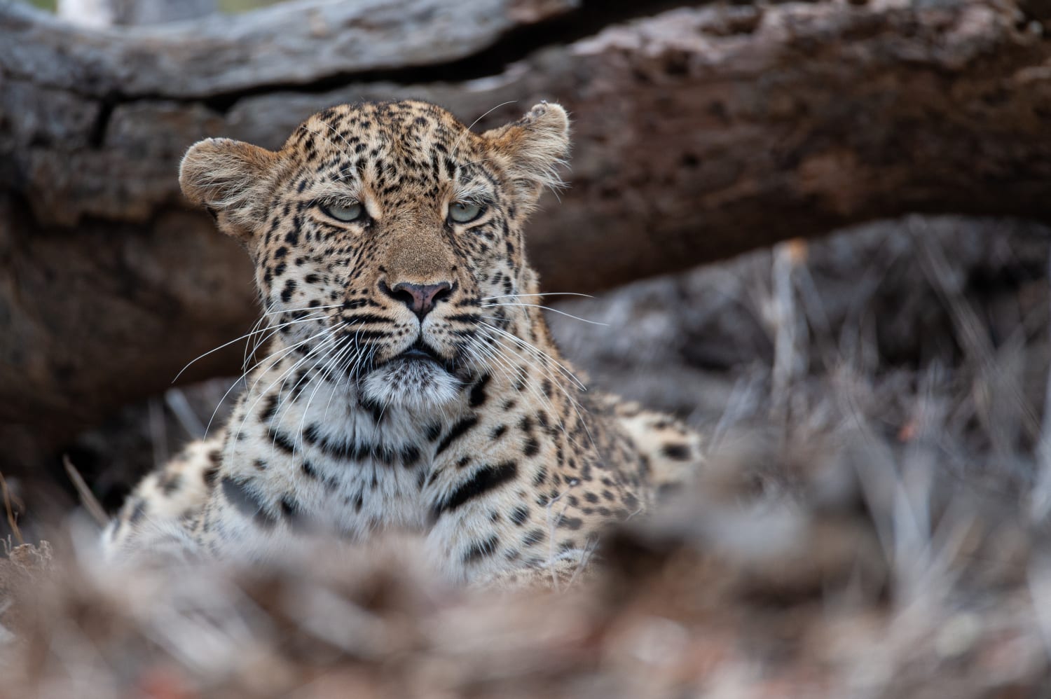 Female Leopard