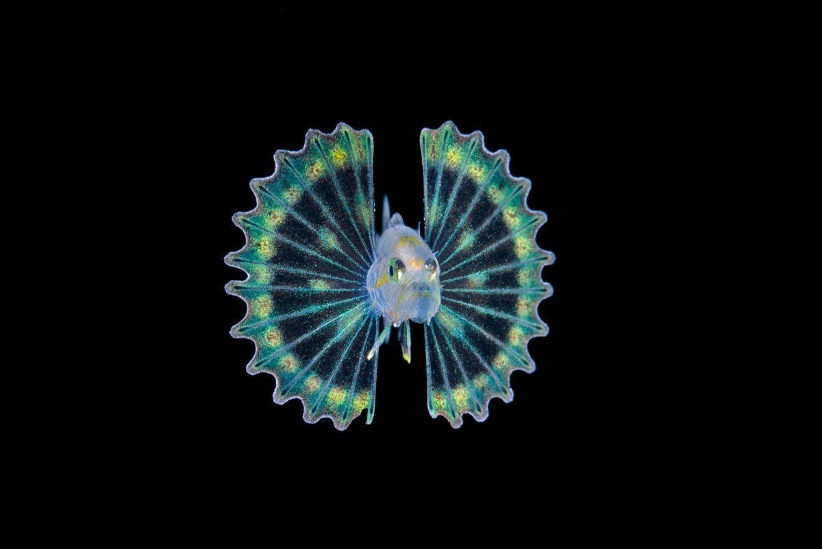 Today, opalescent baby drifting peacefully at ~500ft; tomorrow ...