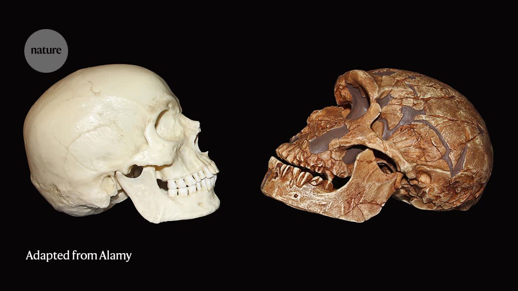 Human and Neanderthal brains were roughly the same size. But new lab ...