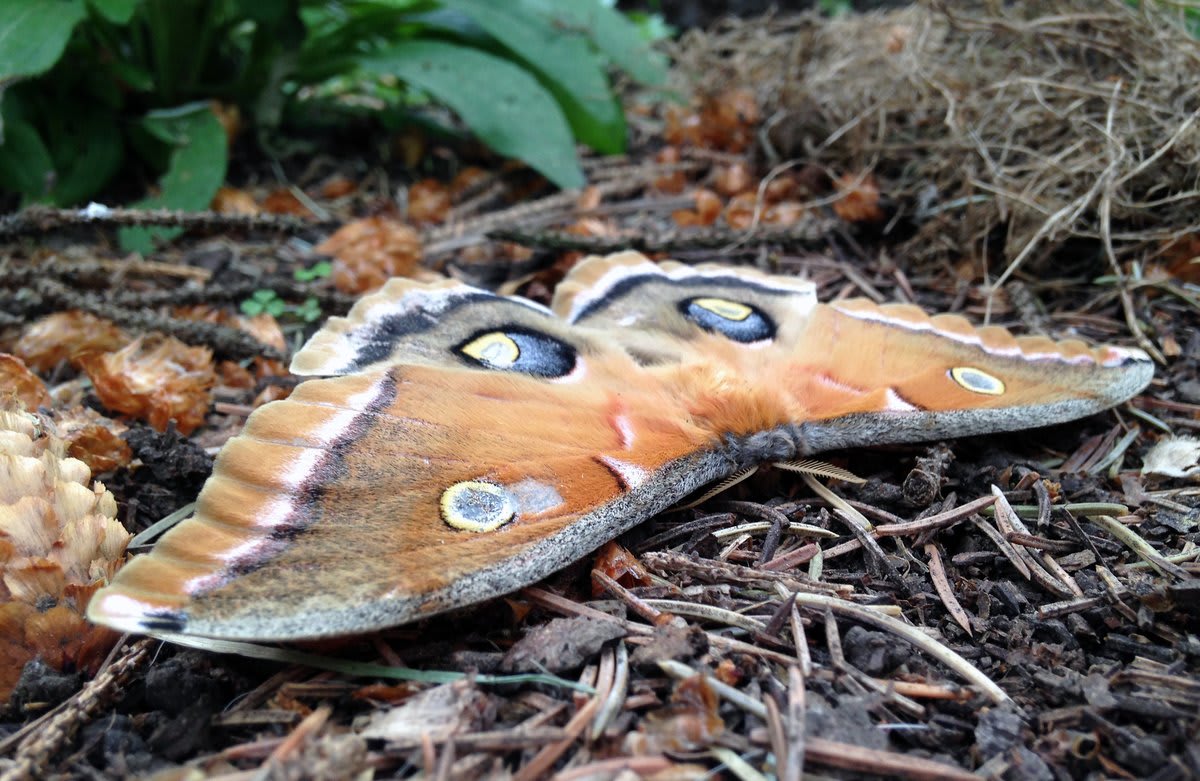 We see you National Moth Week, or should we say, EYE see you. Many ...