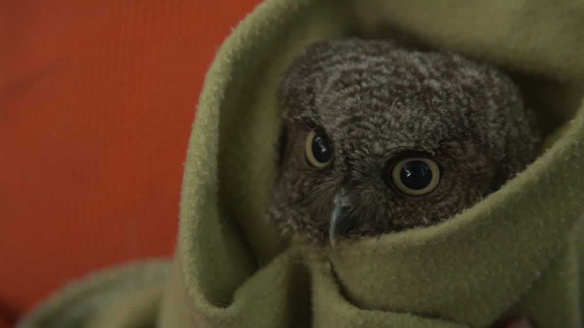 A baby screech owl is brought into the Alaska Raptor Center so that it ...