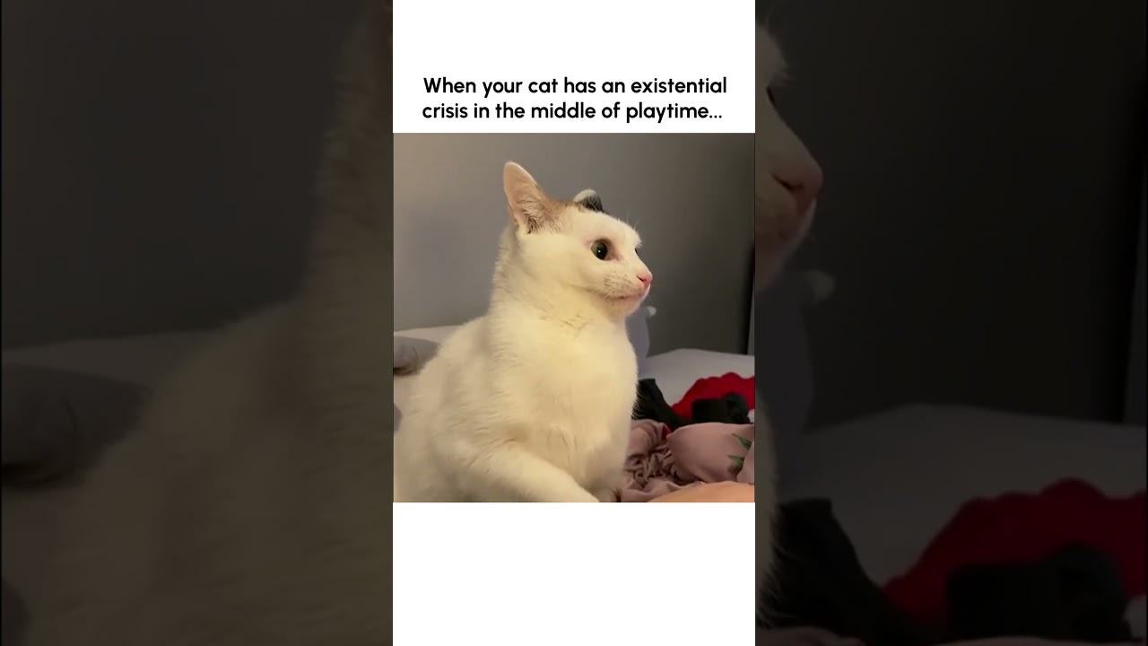 Hilarious Cat Has Existential Crisis After Biting Pet Parent!