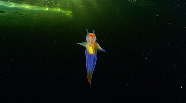 Marine Biologist Captures Breathtaking Photos Of Sea Angels