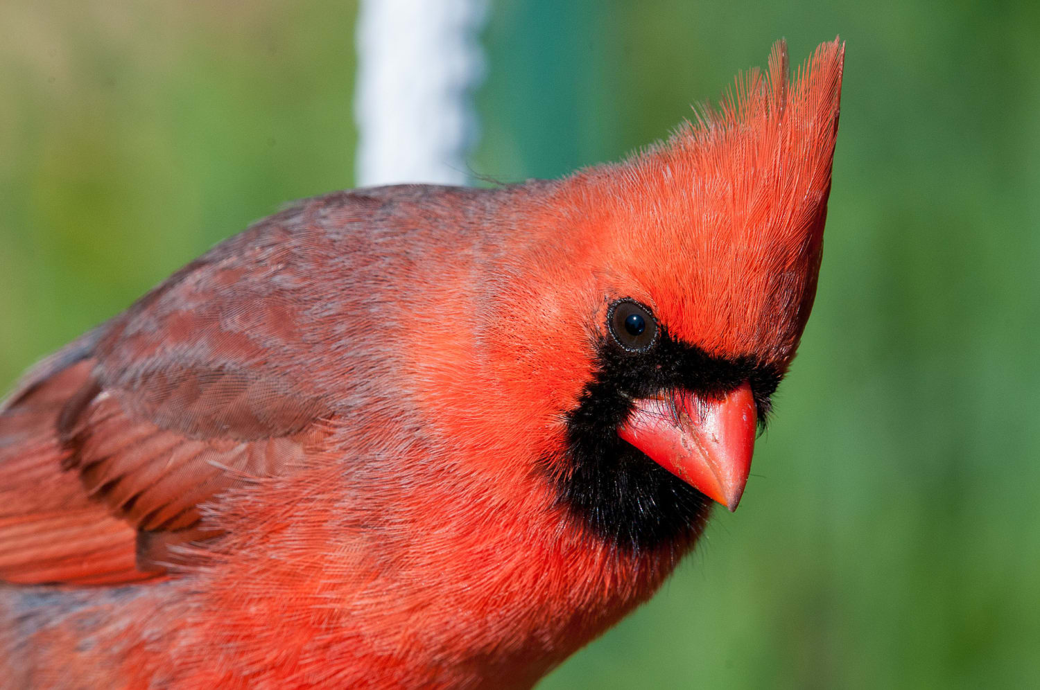 Northern Cardinal