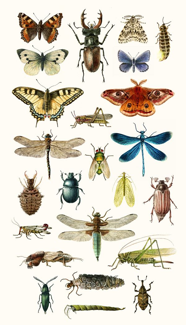 Insects on Behance | Insect art, Bug art, Art prints