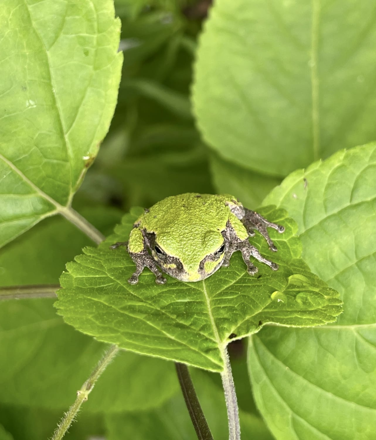 Happy Frog Friday a bit late!