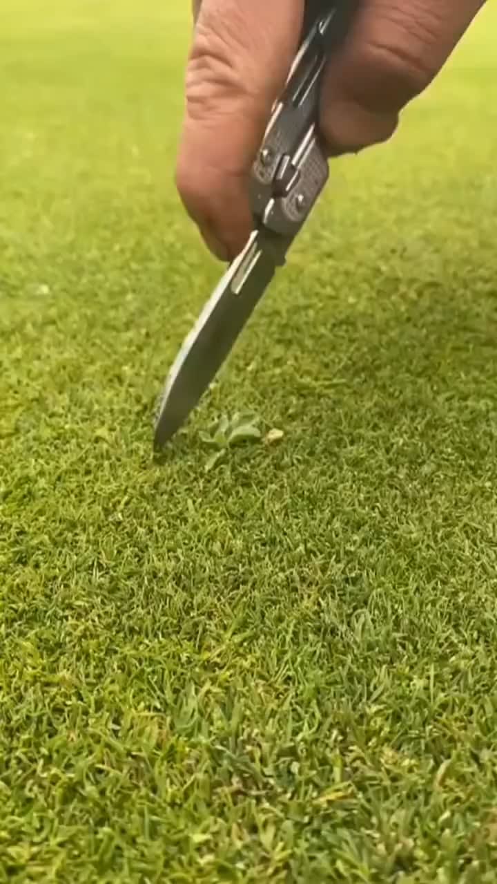 Interesting: GK removal of a weed from the Golf course.