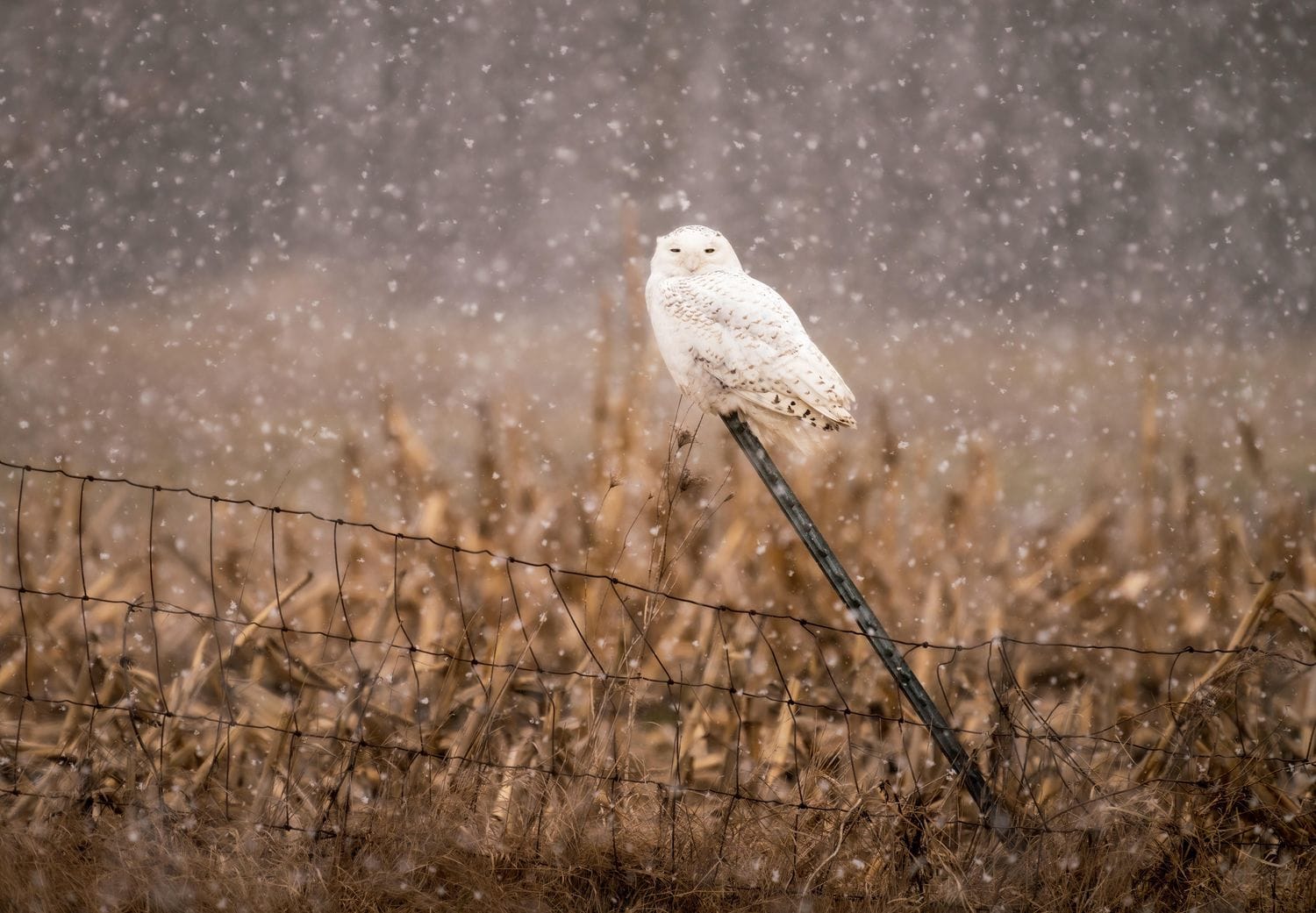 Fitting for its name, I saw this Snowy Owl a few weeks ago in NW MI ...