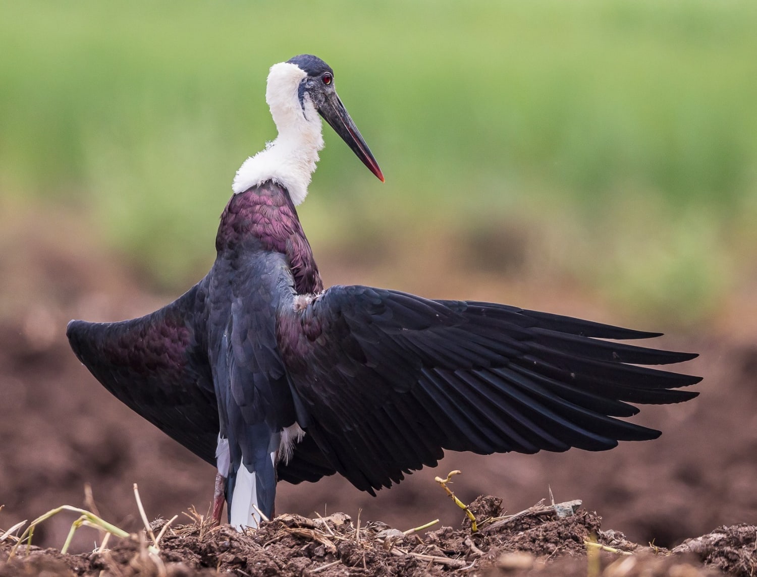 Asian Woolly-necked Stork (Ciconia episcopus), given em the ol razzle ...