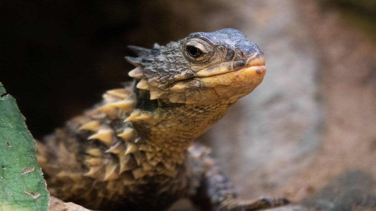 Named for J. R. R. Tolkien’s fearsome dragon Smaug from the 1937 novel ...