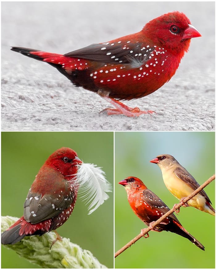 The male nuptial plumage of a red avadavat is deep vermillion, accented ...
