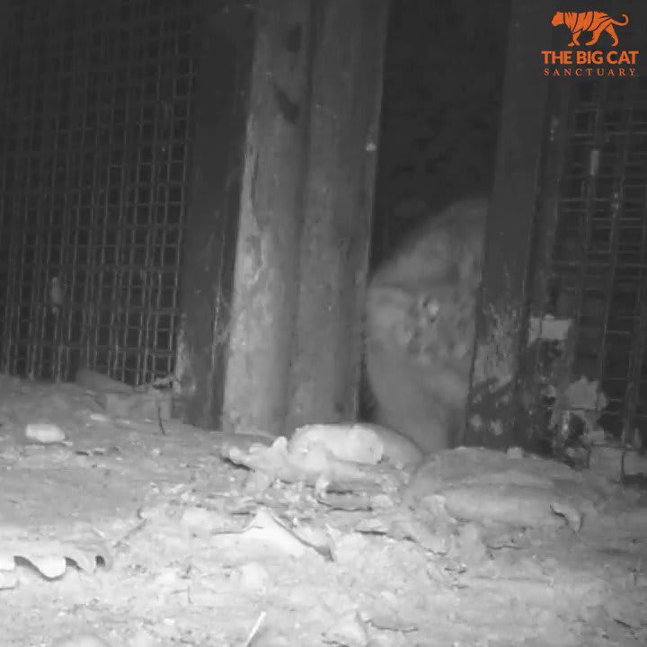 Jethro, one of our Pallas’s cats is caught on a camera trap scenting ...