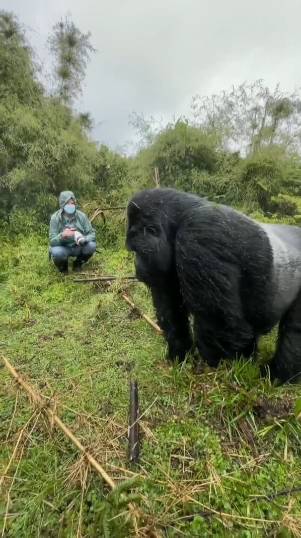 Silverback gorilla beating its chest inches from a photographer