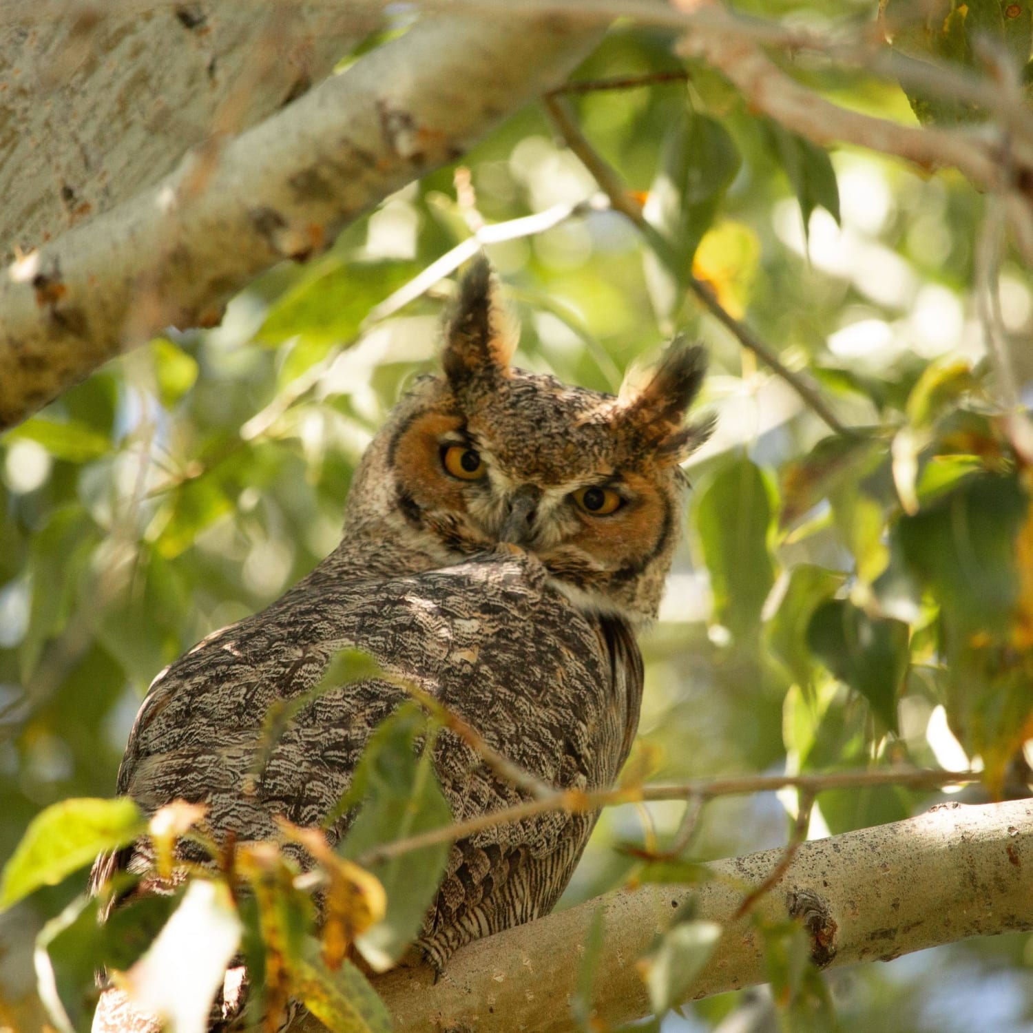 This lovely Great Horned Owl let me take its picture earlier, though ...