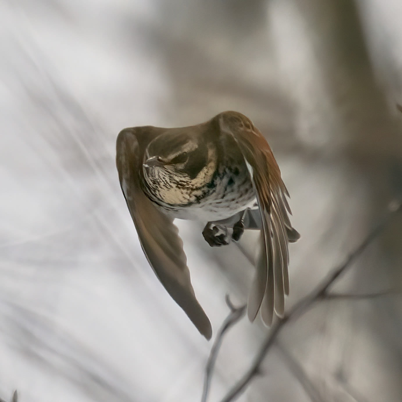 Thrush in flight