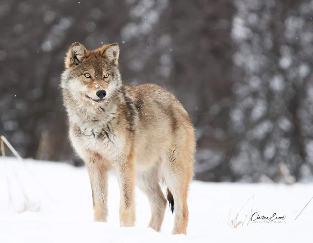Photo Of The Day: “Young Wolf” by Christina Emond. View our Photo Of ...