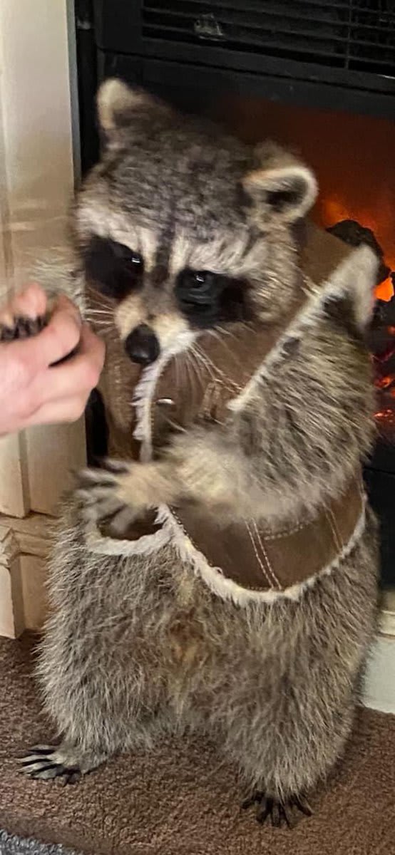 Raccoons Hourly on Twitter