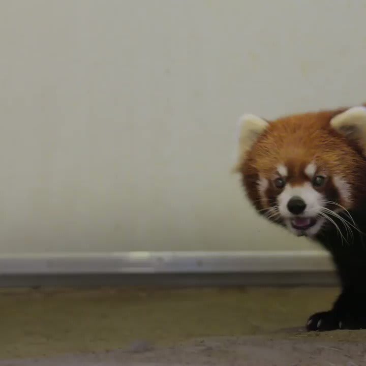 The zoo staff is checking to see how Rinzen the red panda's teeth have ...