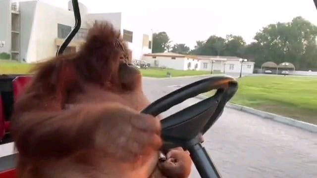 Orangutan driving a golf cart like an old grandpa