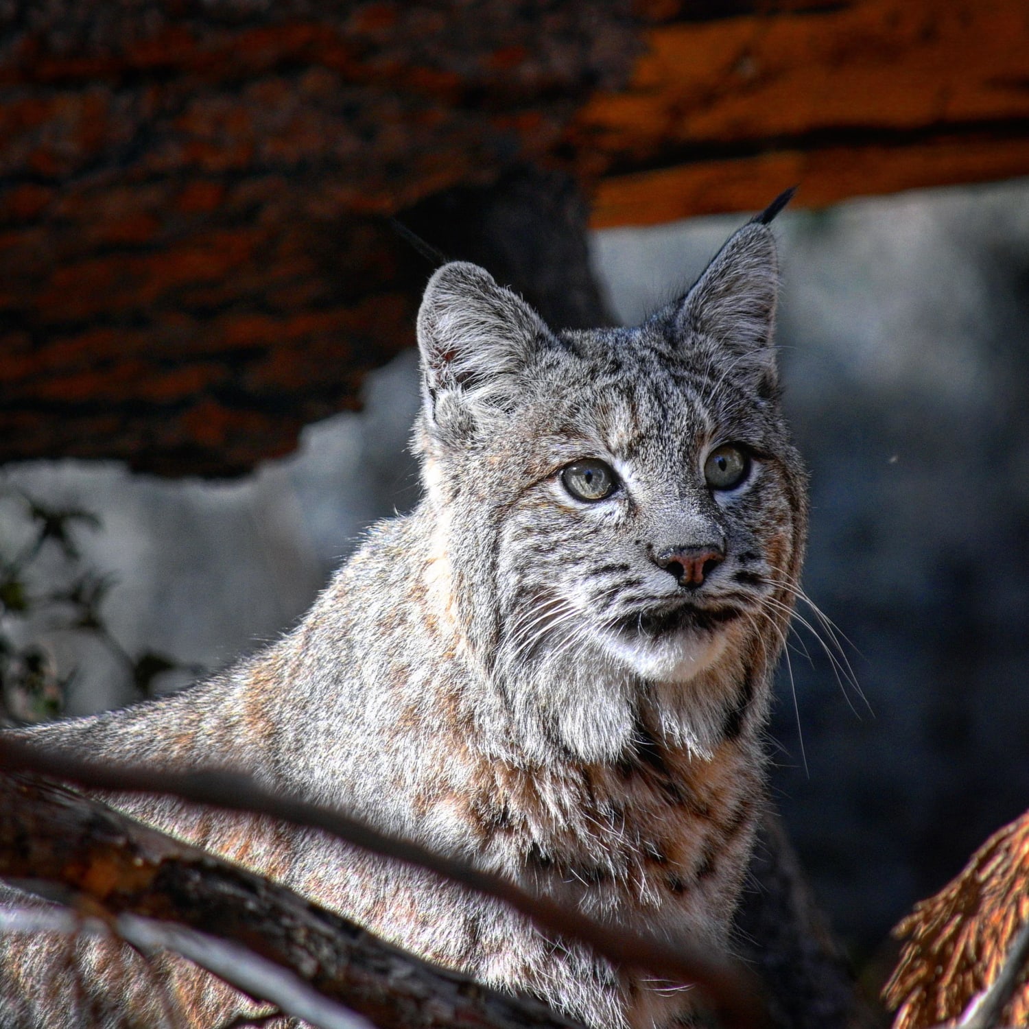 A Bobcat I photographed in the valley of Yosemite National park.