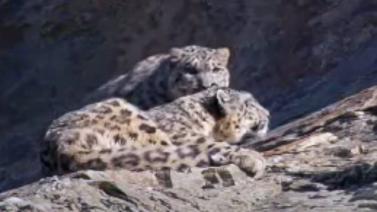 Cute mother and Cub Snow Leopard Behaviour | Snow Leopard: Beyond the ...
