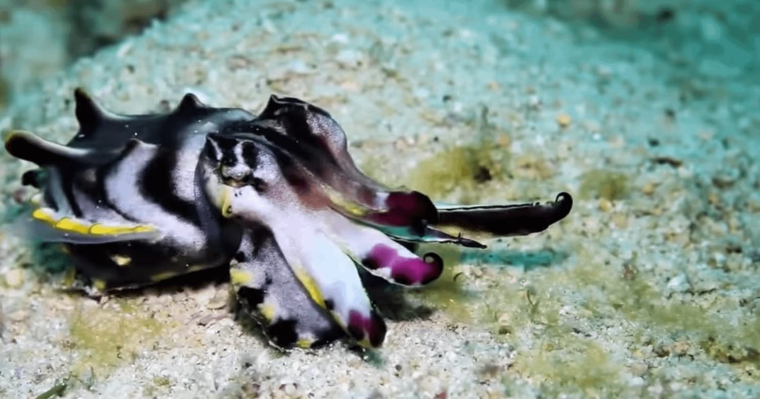 The Flamboyant Cuttlefish (Metasepia pfefferi) is one of the cutest ...