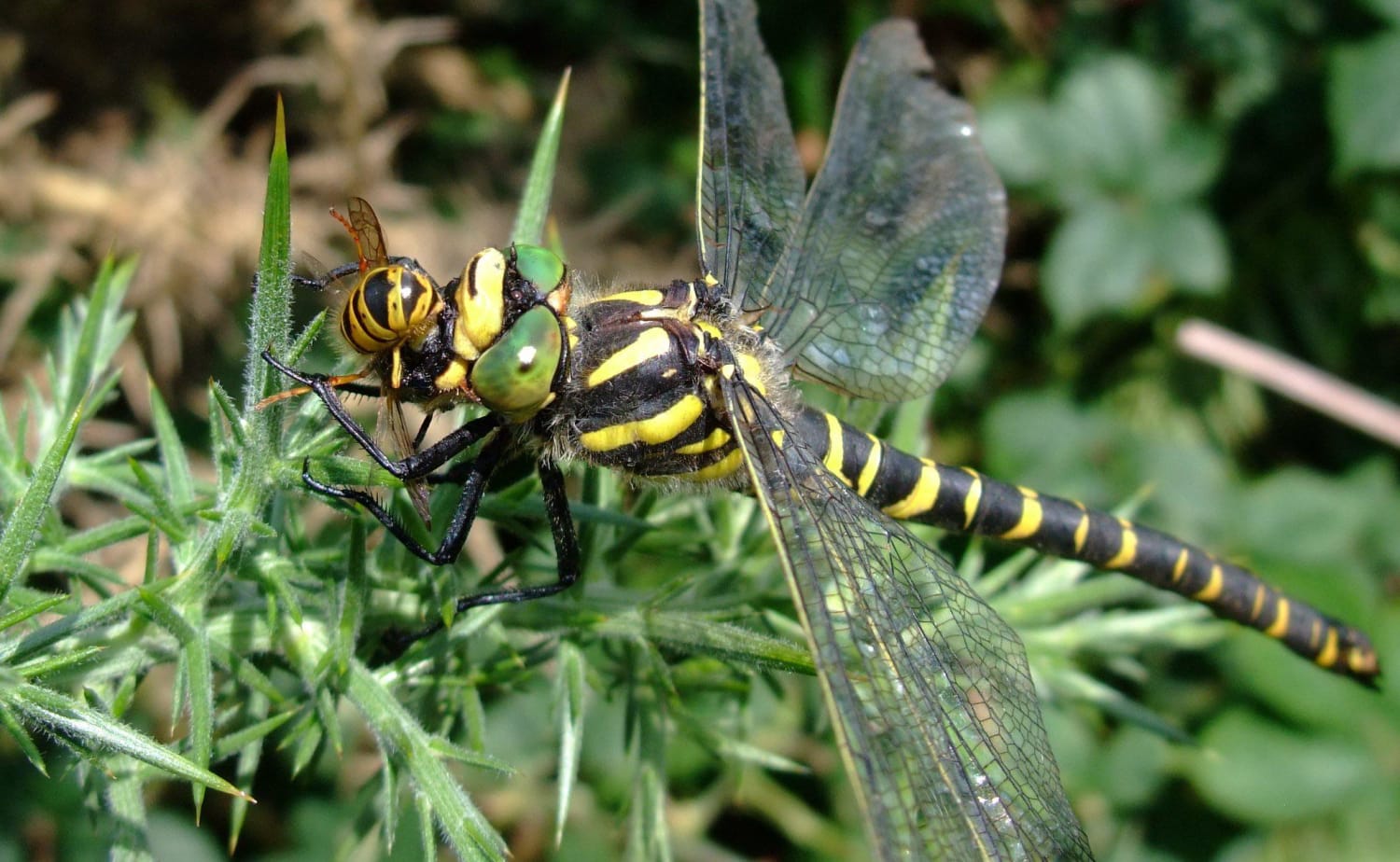 Golden-ringed dragonfly eating a yellow jacket