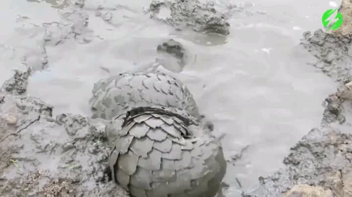 Pangolins are the only mammal with keratin scales. They are nocturnal ...