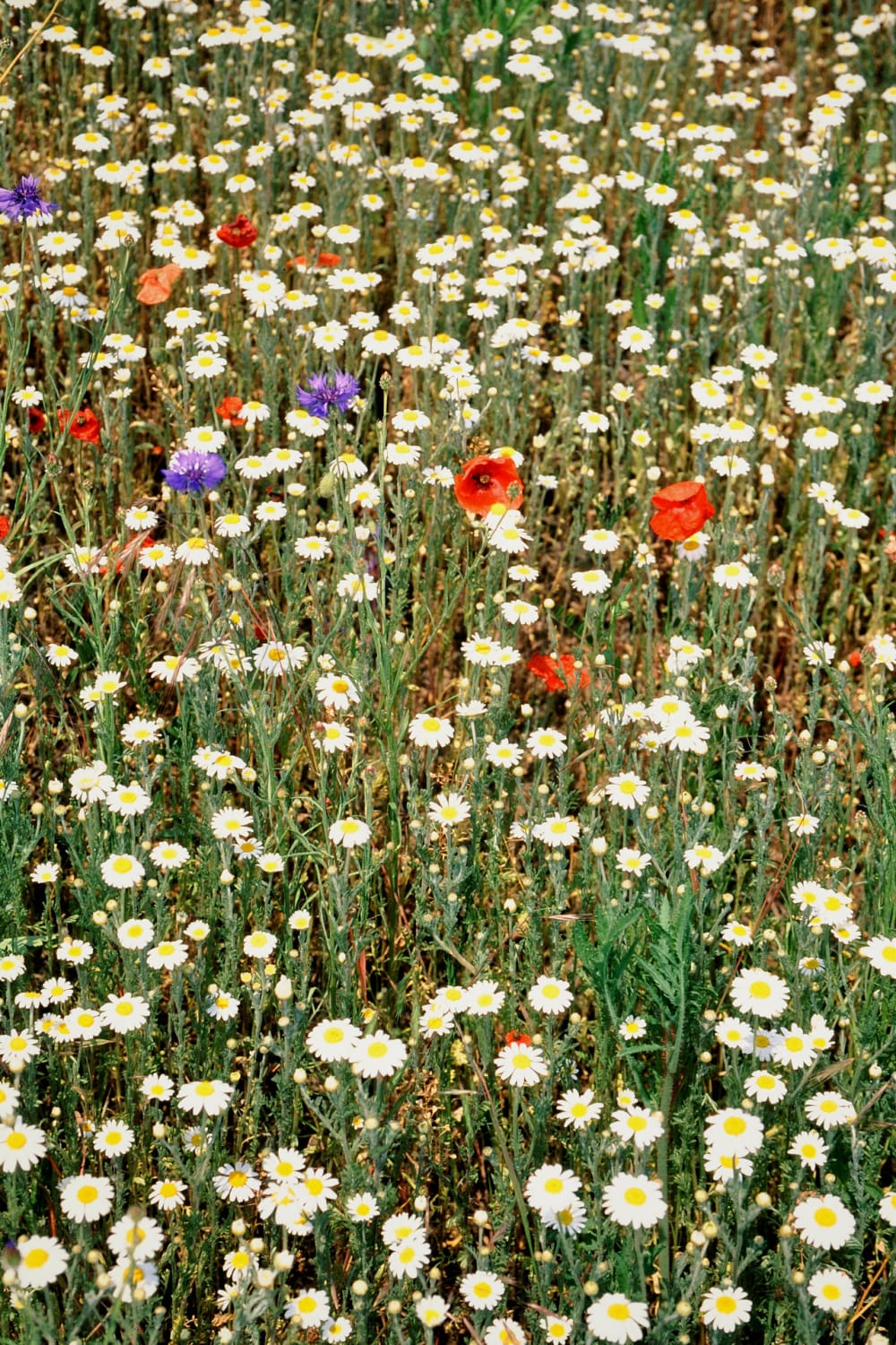 Wilhelm Barthlott - Matricaria inodora ssp. maritima (Asteraceae), 5-1992