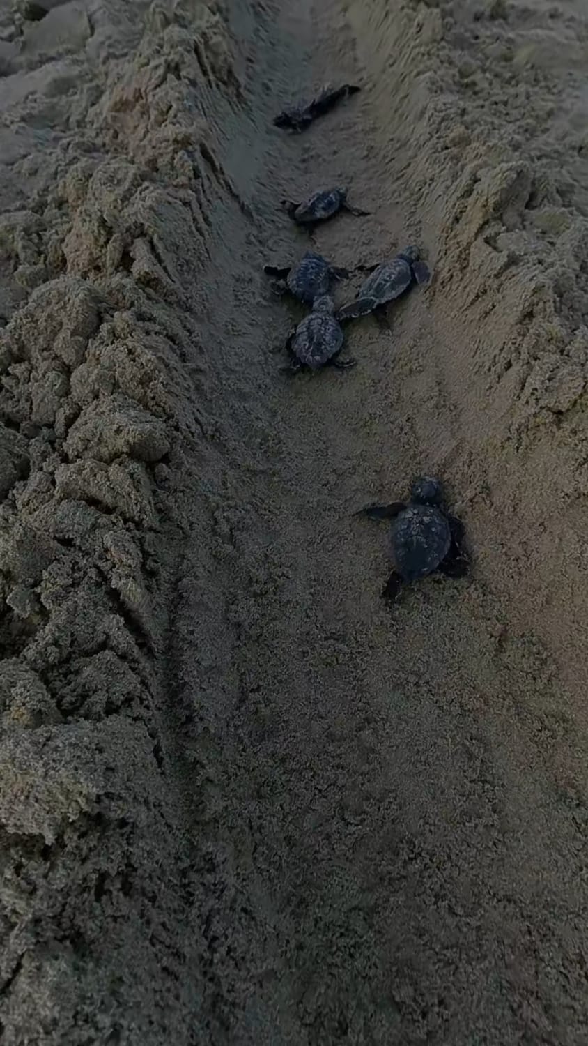 How turtle hatchlings should actually get to the sea