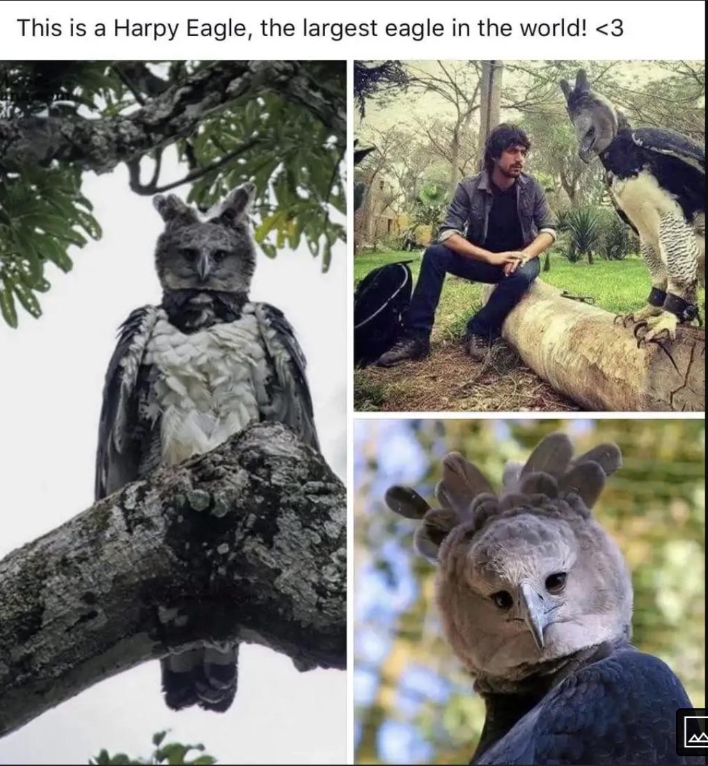 The Harpy Eagle has a wingspan of ~6-7 feet