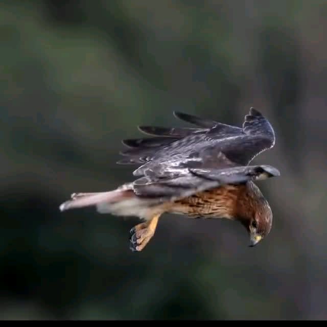 A Red Tailed Hawk's Head stabilization