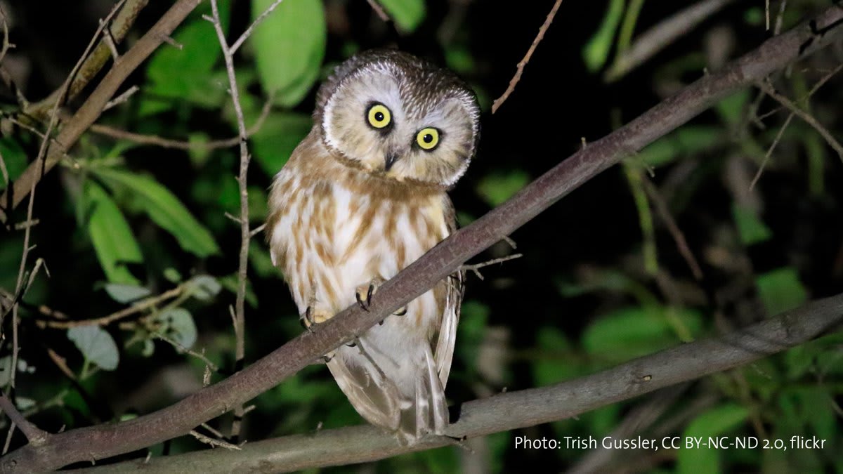 Hoo is this owl? It’s the Northern Saw-whet Owl! This nocturnal bird of ...
